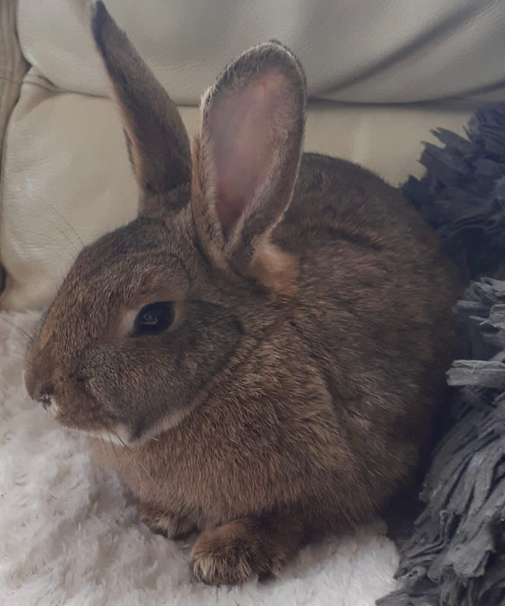 Rabbits and other small animals – Royal Horse Boutique